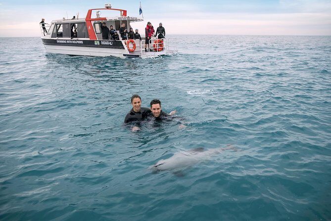 Swimming with Wild Dolphins in Akaroa - The Itinerary Breakdown