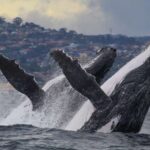 Sydney: 2.5-Hour Discovery Whale Watching Tour by Catamaran - The Itinerary: What a Typical Day Looks Like