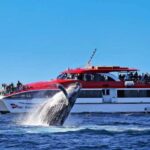 Sydney: 2.5-Hour Whale Watching & Wildlife Cruise - Who Will Love This Experience?