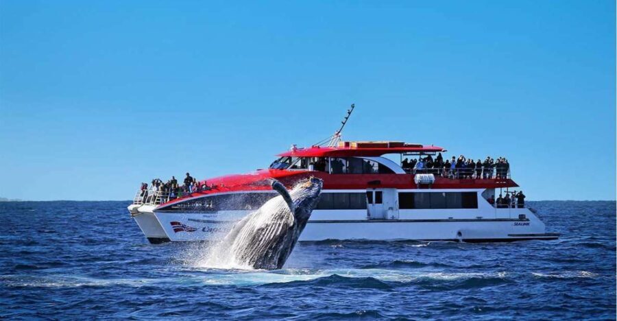 Sydney: 2.5-Hour Whale Watching & Wildlife Cruise - Who Will Love This Experience?