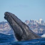 Sydney: 2-hour Express Whale Watching Cruise - Authenticity and Experience