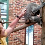 Sydney: Blue Mountains Late Start, Walks Waterfalls & Koalas - Why This Tour Works