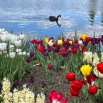 Sydney: Canberra Floriade Festival & Tulip Top Gardens Tour - Is the Price Worth It?