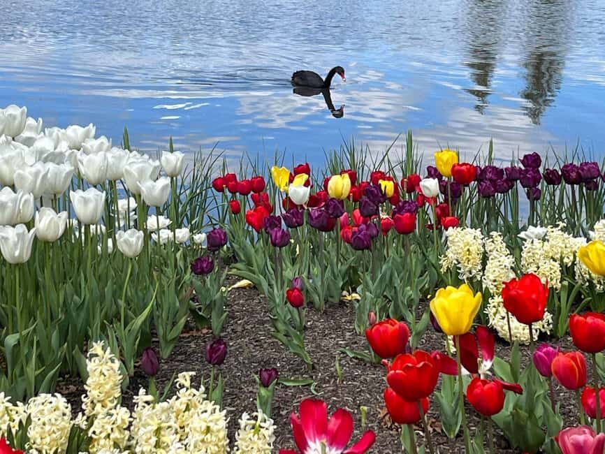 Sydney: Canberra Floriade Festival & Tulip Top Gardens Tour - Is the Price Worth It?