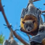 Sydney: Flying Fox Tour, Australia's Largest Bats - Why This Tour Is Worth Considering