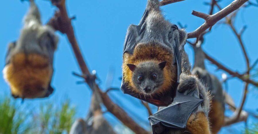 Sydney: Flying Fox Tour, Australia's Largest Bats - Why This Tour Is Worth Considering