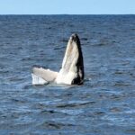 Sydney Harbour Tall Ship Whale & Sail - Whale Watching Cruise - Who Is This Tour For?