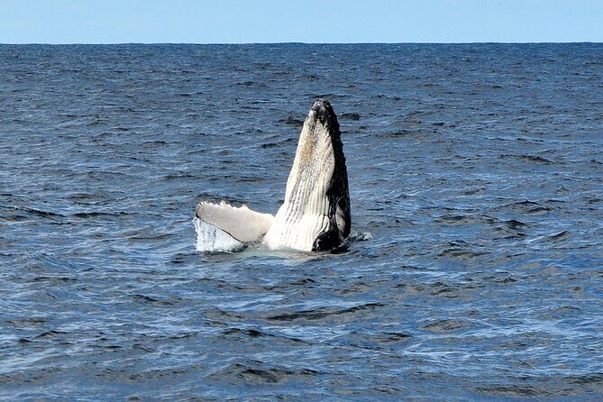 Sydney Harbour Tall Ship Whale & Sail - Whale Watching Cruise - Who Is This Tour For?