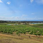 Sydney Hunter Valley Tour (Private) - What You Can Expect from the Hunter Valley Tour