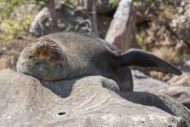 Sydney Kayak Seal Encounter Adventure with Gourmet Food - The Paddle Across Pittwater and Secluded Beaches