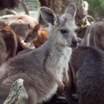 Sydney: Nature and Wildlife - Australia in One Day - The Itinerary in Detail