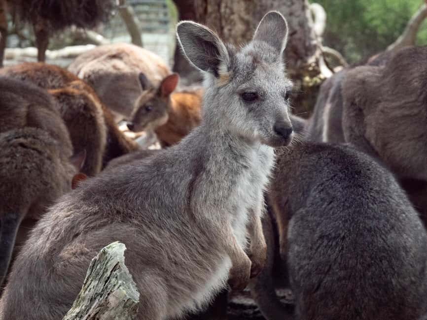 Sydney: Nature and Wildlife - Australia in One Day - The Itinerary in Detail