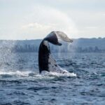 Sydney: Ocean Whale Watching Experience - Who is This Tour Best For?