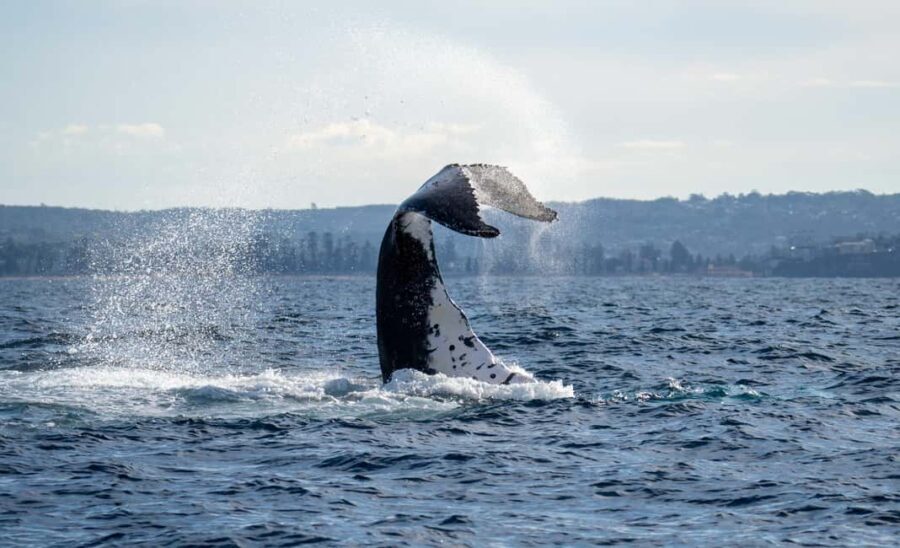 Sydney: Ocean Whale Watching Experience - Who is This Tour Best For?