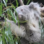 Sydney Opera House and Aussie Animals Private Tour - Practical Details and What You Should Know