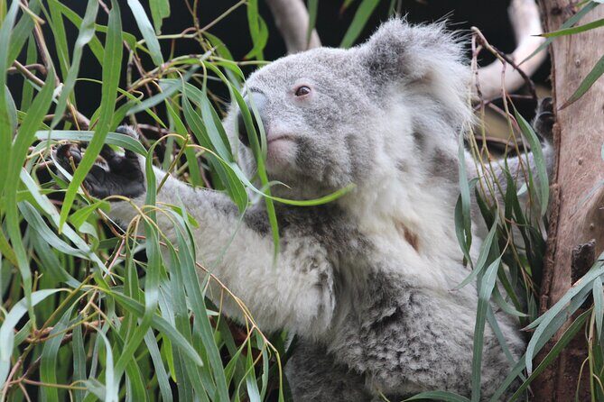 Sydney Opera House and Aussie Animals Private Tour - Practical Details and What You Should Know