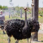 Sydney: Opera House & Featherdale Wildlife Park Tour - What Travelers Say