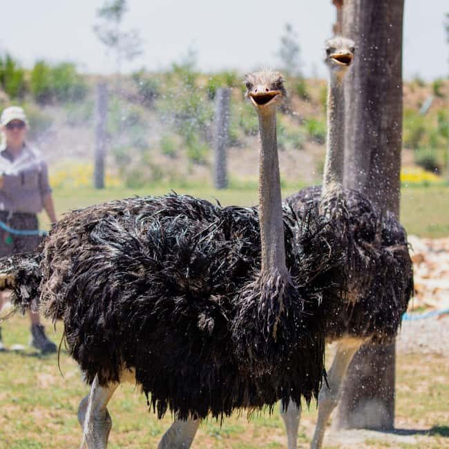 Sydney: Opera House & Featherdale Wildlife Park Tour - What Travelers Say
