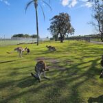 Sydney Port stephens - Detailed Breakdown of the Itinerary