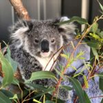 Sydney: Port Stephens Dolphin Cruise & Sandboarding Day Trip - Overall Value & Practical Considerations