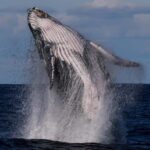 Sydney: Scenic Whale Watching Cruise - Whales Guaranteed - Exploring the Experience in Detail