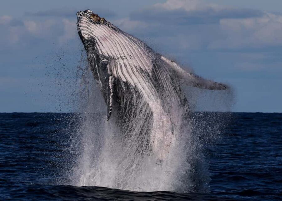 Sydney: Scenic Whale Watching Cruise - Whales Guaranteed - Exploring the Experience in Detail