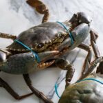Sydney: Singapore Chilli Mud Crab Cooking Class - Why This Experience Stands Out