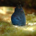 Sydney: Snorkeling Tour for Kids with Private Guide - An In-Depth Look at the Snorkeling Adventure in Sydney