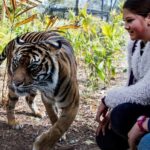 Sydney: Taronga Zoo Ticket with Return Ferry - The Overall Value and Practical Tips