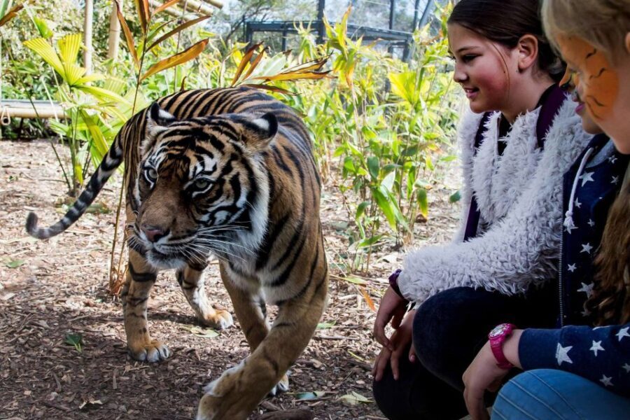 Sydney: Taronga Zoo Ticket with Return Ferry - The Overall Value and Practical Tips