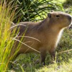 Sydney: Taronga Zoo Tickets - The Value for Money