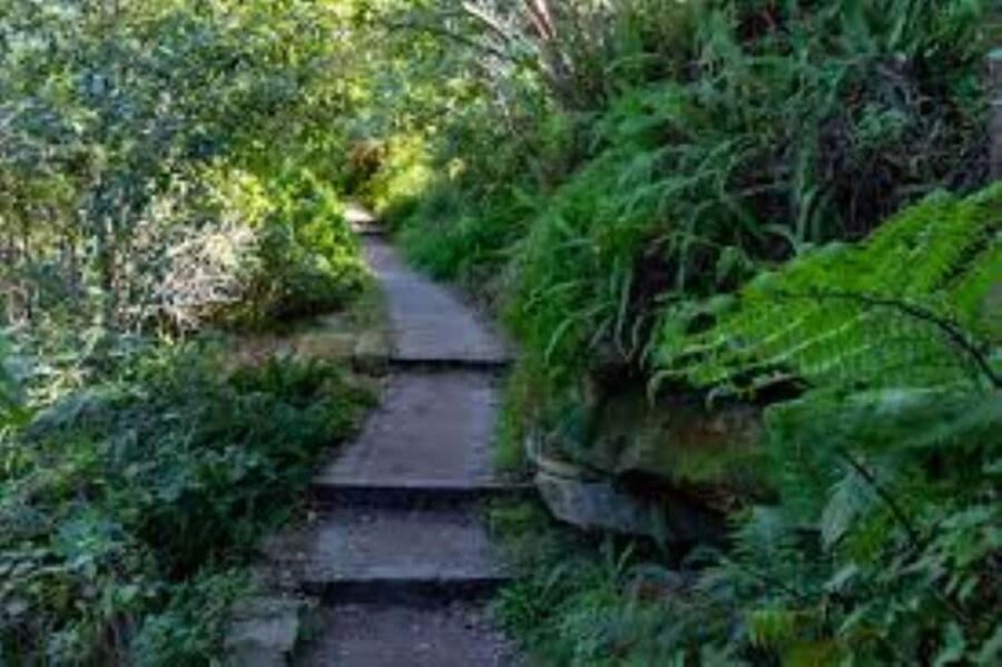 Sydney: Taronga zoo to Balmoral Walk with Ala carte Lunch - The Value of the Experience