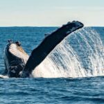 Sydney; Whale Watching - Is This Tour Worth It?