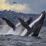 Sydney Whale Watching - 2.5hr Discovery Cruise - The Sum Up: Is This Tour Worth It?