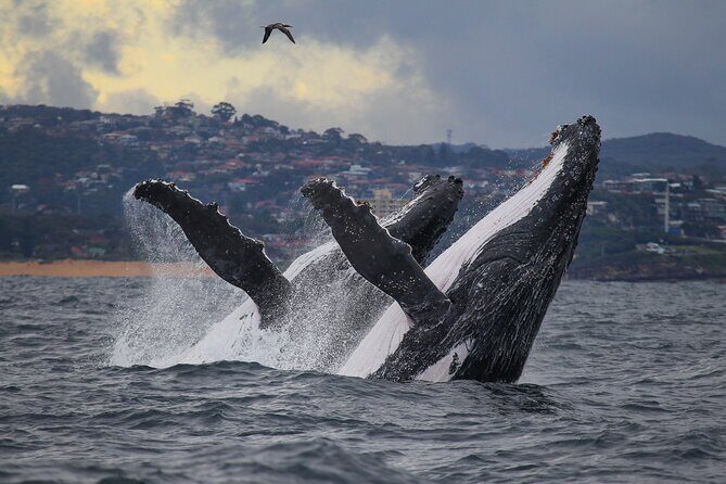 Sydney Whale Watching - 2.5hr Discovery Cruise - The Sum Up: Is This Tour Worth It?