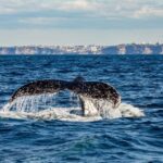 Sydney: Whale Watching Adventure Cruise - Discovering Sydney’s Whale Watching Adventure Cruise