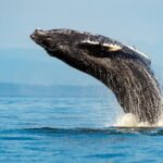 Sydney Whale Watching Adventure Cruise - Itinerary Breakdown: What to Expect