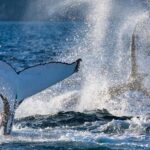 Sydney: Whale Watching Adventure Cruise - Whales Guaranteed! - Who Would Love This Tour?