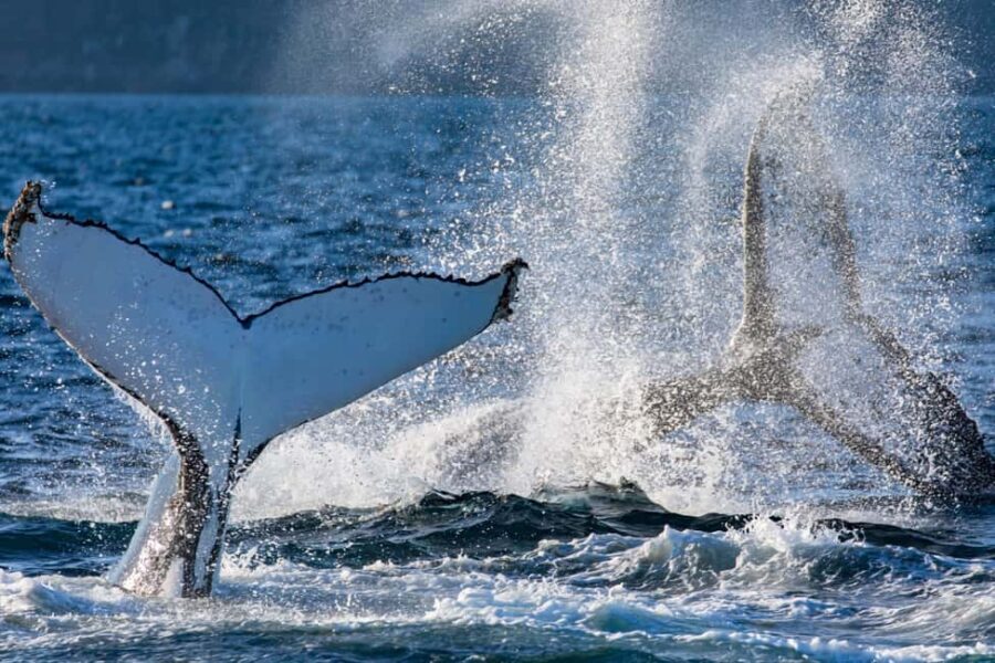 Sydney: Whale Watching Adventure Cruise - Whales Guaranteed! - Who Would Love This Tour?