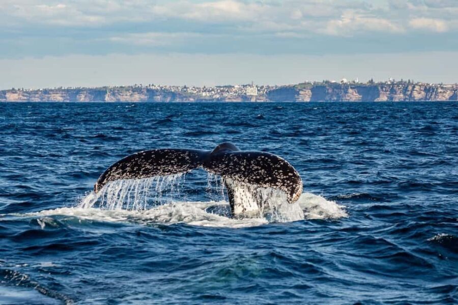 Sydney: Whale Watching Adventure Cruise - Discovering Sydney’s Whale Watching Adventure Cruise