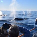 Sydney Whale Watching and Sightseeing Sailing Private Tour - FAQs