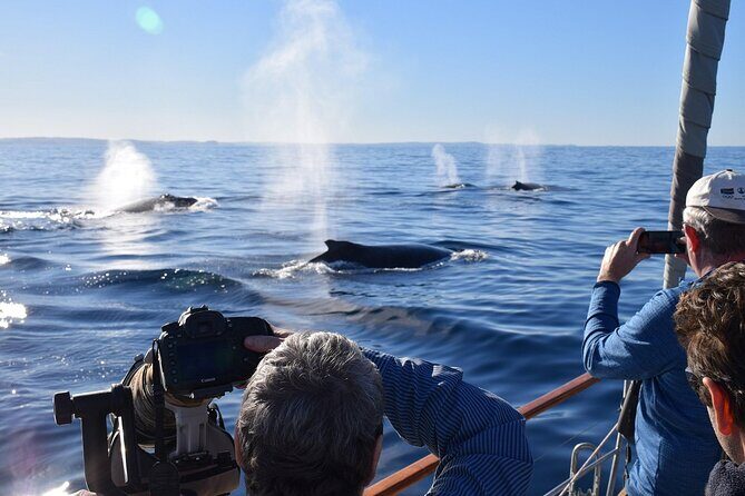 Sydney Whale Watching and Sightseeing Sailing Private Tour - FAQs