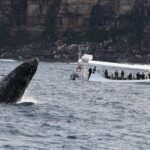 Sydney Whale-Watching by Speed Boat - Practical Tips for Your Trip