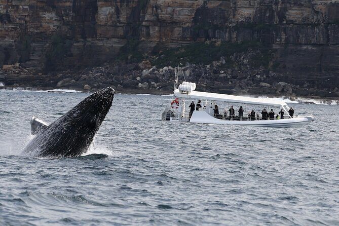 Sydney Whale-Watching by Speed Boat - Practical Tips for Your Trip