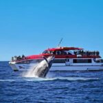 Sydney: Whale Watching Cruise and Taronga Zoo Package - Who Will Love This Tour?