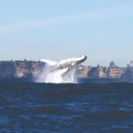 Sydney Whale Watching Cruise from Circular Quay - What to Expect During the Tour