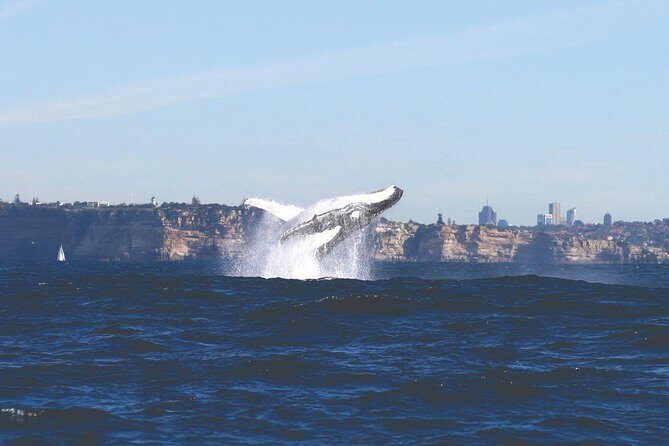 Sydney Whale Watching Cruise from Circular Quay - What to Expect During the Tour