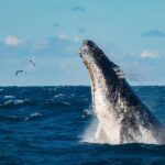 Sydney Whale Watching Cruise with Breakfast or Lunch - A Practical Look at the Sydney Whale Watching Cruise with Breakfast or Lunch