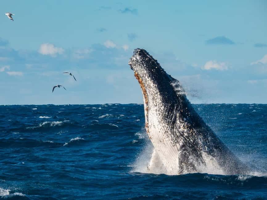 Sydney Whale Watching Cruise with Breakfast or Lunch - A Practical Look at the Sydney Whale Watching Cruise with Breakfast or Lunch