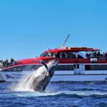 Sydney: Whale Watching & Hop On Hop Off Cruise Package - Exploring the Details: What to Expect on This Tour